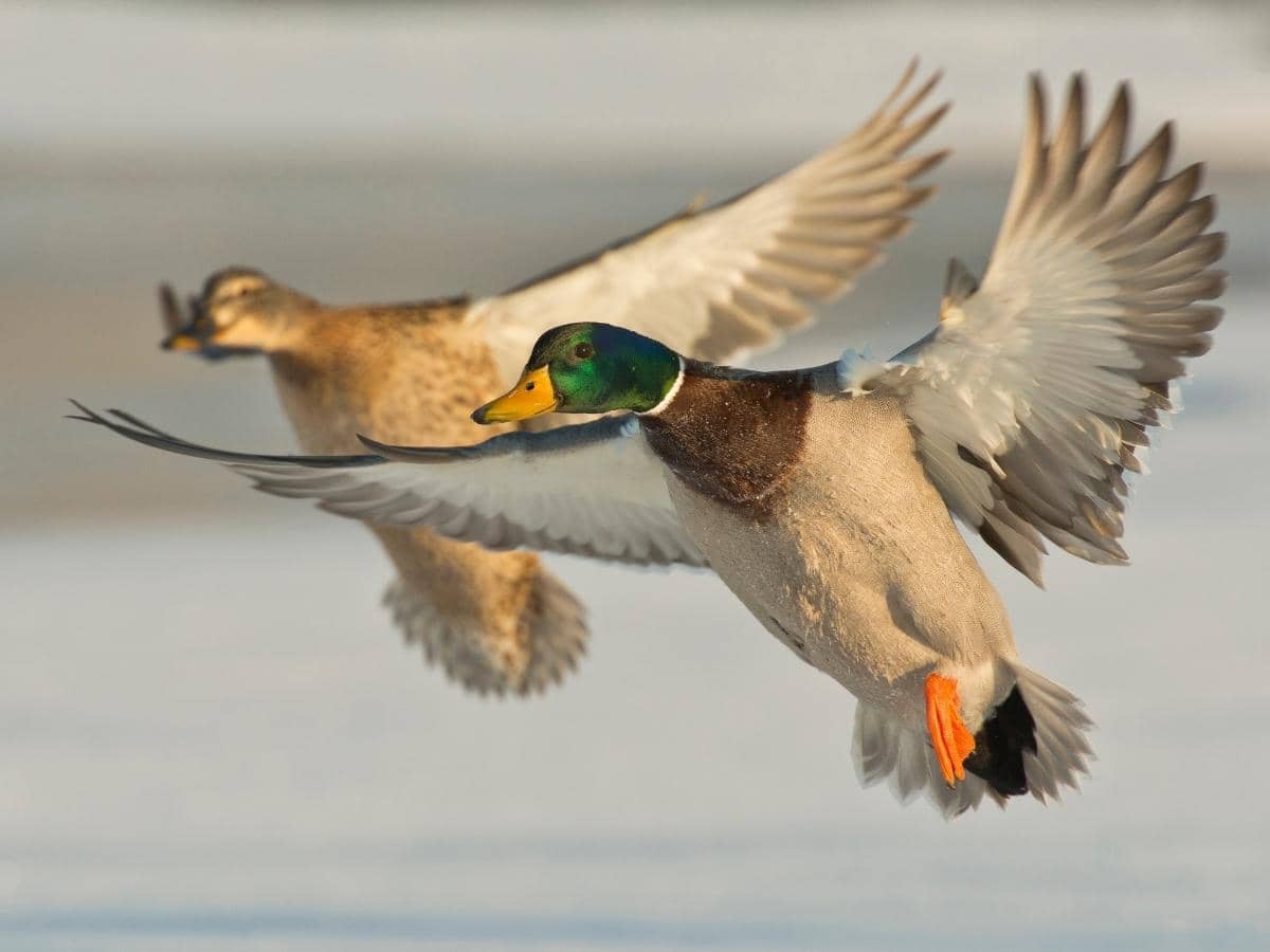 Are Ducks Cold Blooded Or Warm Blooded Quick Answers are-ducks-cold-blooded-or-warm-blooded-quick-answers