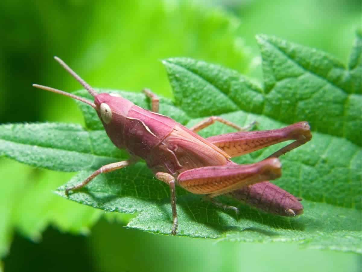Can Grasshoppers Swim in Water? (Explained)