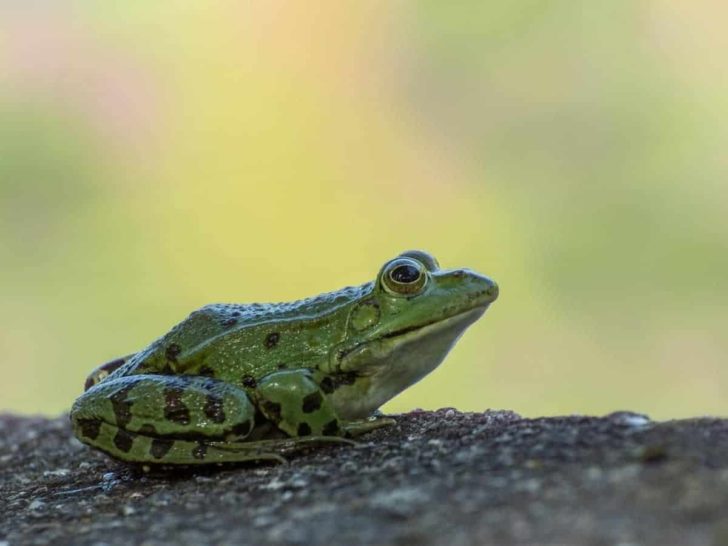 Do Birds Eat Frogs? (All You Need to Know)