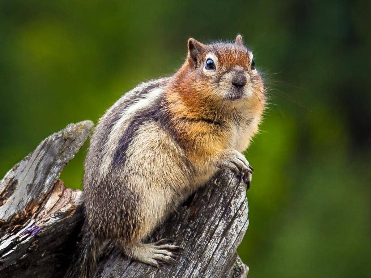 Do Chipmunks Come Out at Night? Are They Nocturnal?