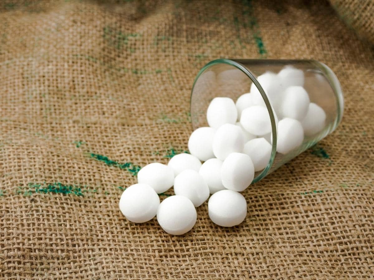 Do Mothballs Get Rid of Possums? (All You Need to Know)