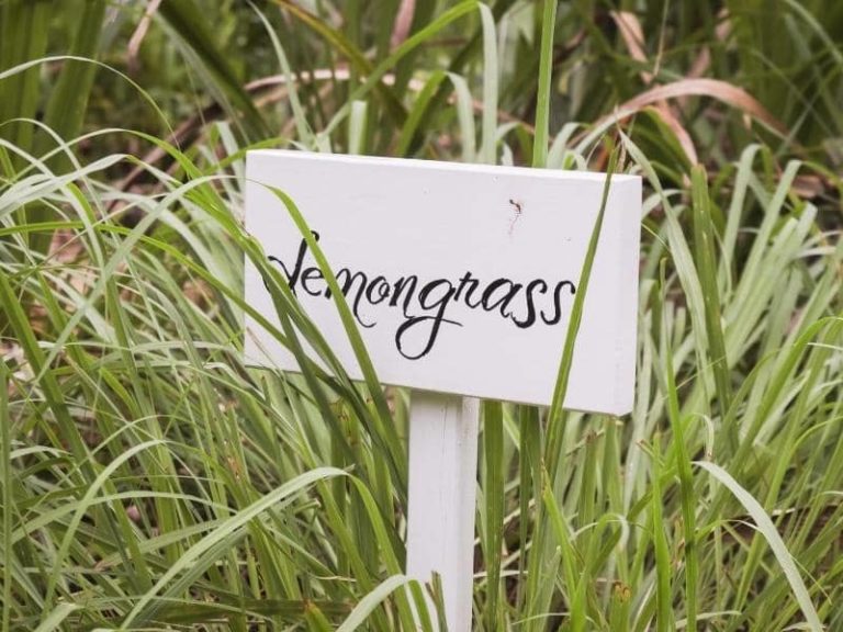 Does Irish Spring Soap Repel Rabbits? (Quick Answers)