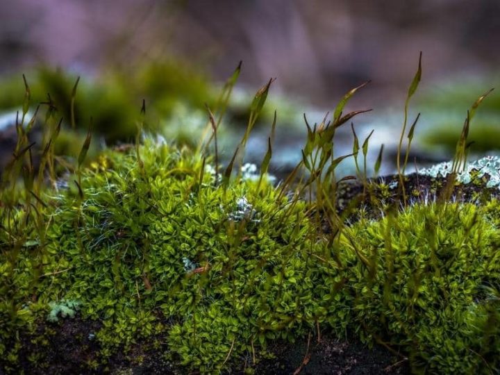 Do Deer Eat Moss? (All You Need to Know)